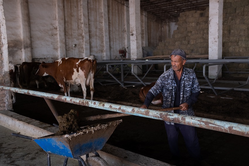 Promoting a Greener, More Robust Livestock Sector in Uzbekistan | AFD ...