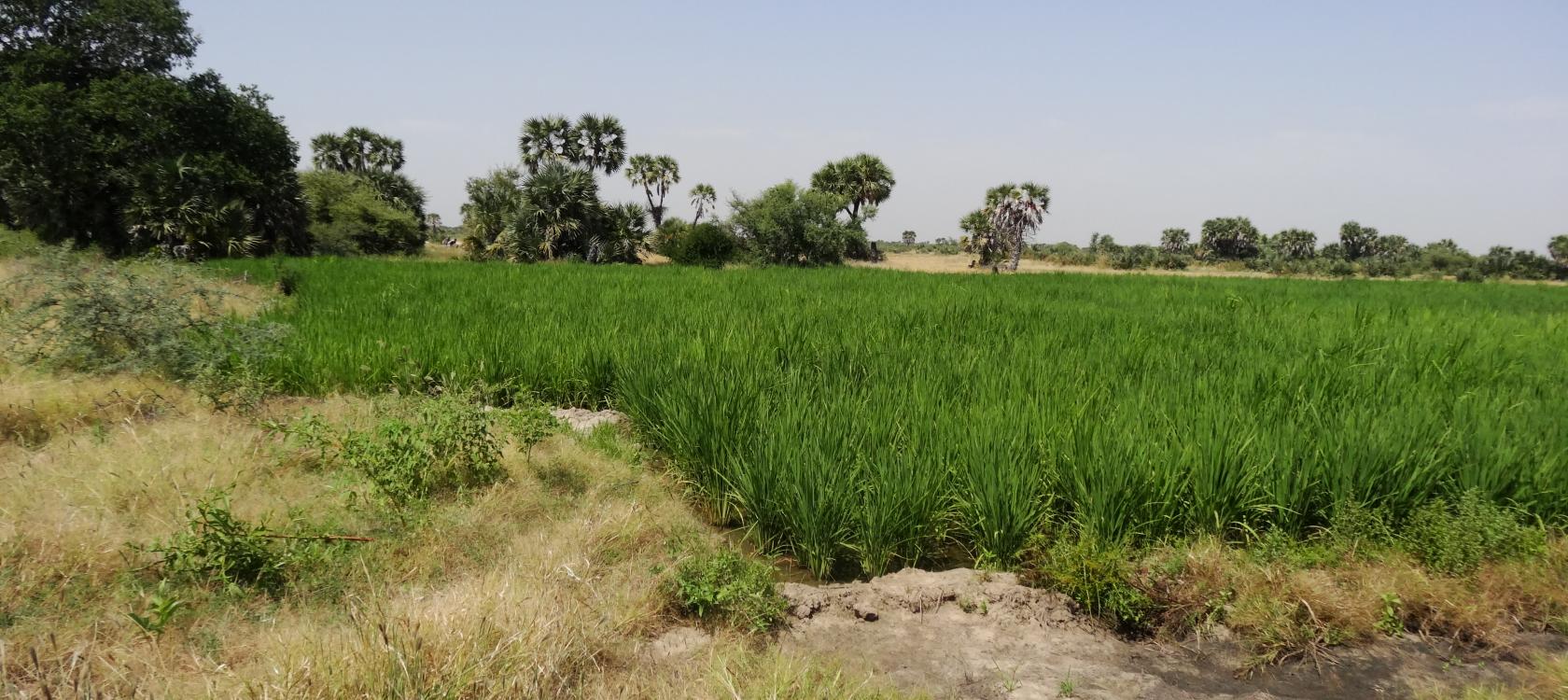Aménagement hydro-agricole du Bahr Linia – phase 1 | AFD - Agence ...
