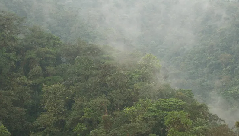 Terramaz: A program to fight deforestation and promote sustainable ...